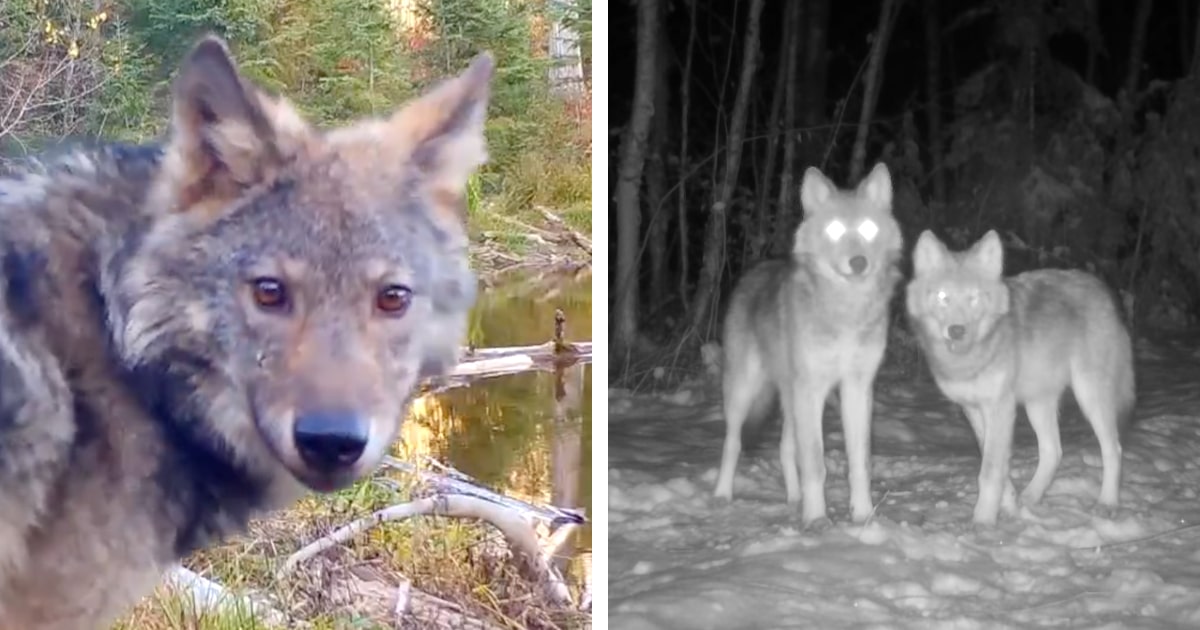 Two Years of Animal Sightings Are Compiled Into One Video