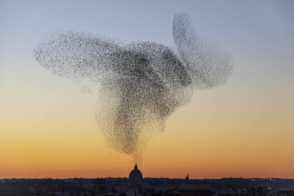 Photographer Travels Europe to Document Incredible Starling ...