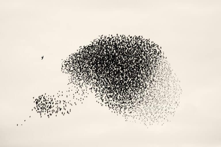 Photographer Travels Europe to Document Starling Murmurations