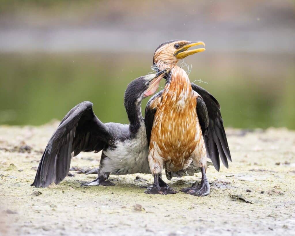 Bird Photography Contest Celebrates the Unique Diversity of Australia’s ...