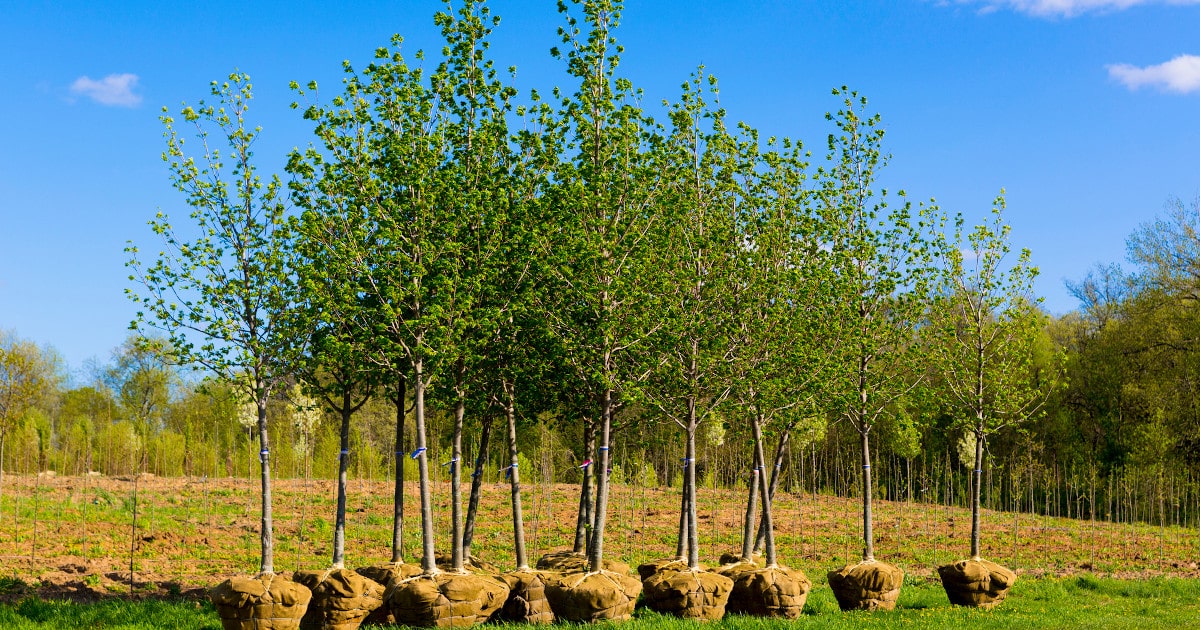 Kenya Celebrates Its First National Tree Planting Holiday