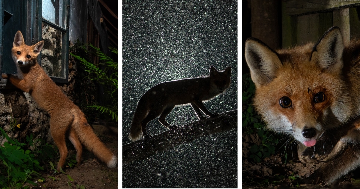 Photographer Observed and Captured a Red Fox for Eight Months