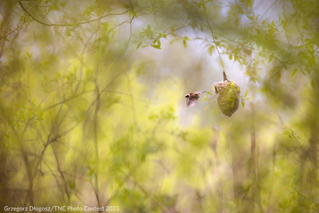25 Powerful Winning Photos From the 2023 Nature Conservancy Photo ...
