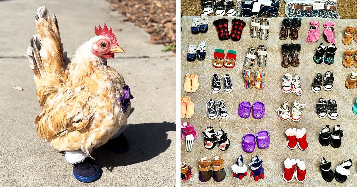 Chicken With Missing Toes Is Gifted 64 Pairs of Tiny Shoes