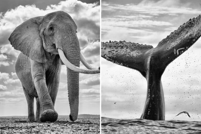 100 Days of Glorious Whale and Elephant Photography by Chris Fallows