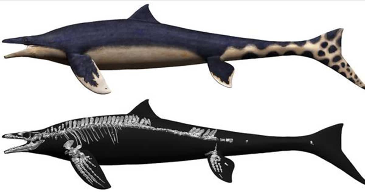 72-Million-Year-Old Fossil of a "Sea Dragon" Discovered in Japan