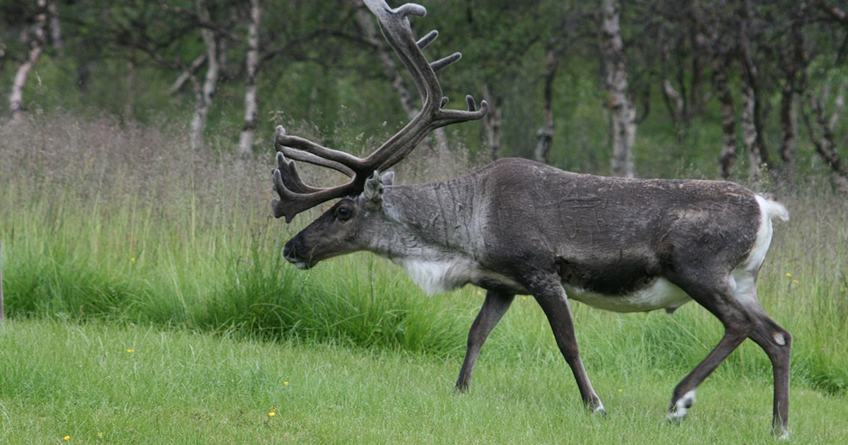 Talented Reindeer Eat and Sleep at Same Time