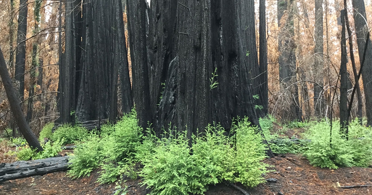 Fire-Scarred Redwoods Are Rebounding with 1000-Year-Old Buds