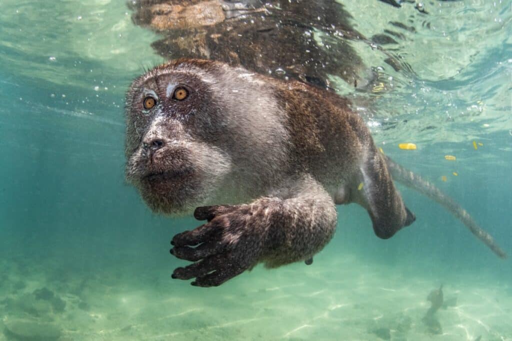 Swimming Macaque Wins World's Largest Underwater Photo Contest