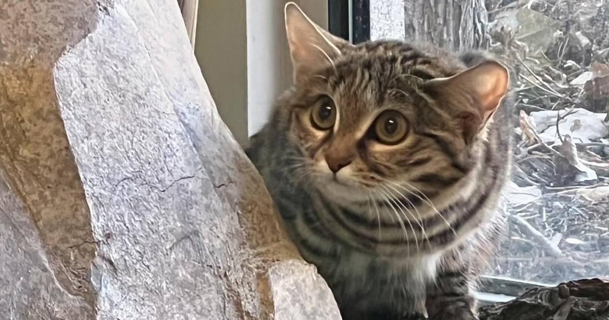 Adorable New Addition to Utah Zoo is Also World's Deadliest Cat