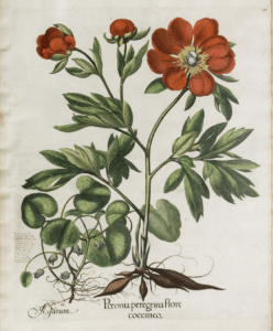 This 17th-Century Book of Plants Changed Botanical Illustration Forever