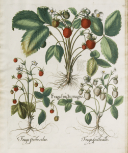 How a 17th-Century Book of Plants Changed Botanical Illustration ...