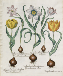 How a 17th-Century Book of Plants Changed Botanical Illustration ...