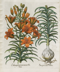 How a 17th-Century Book of Plants Changed Botanical Illustration ...
