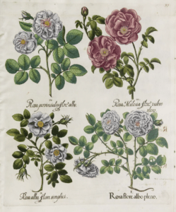 How a 17th-Century Book of Plants Changed Botanical Illustration ...