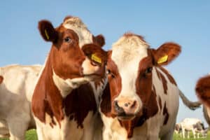 Cuddle Alongside Cows in This Unique Sanctuary in Hawai’i