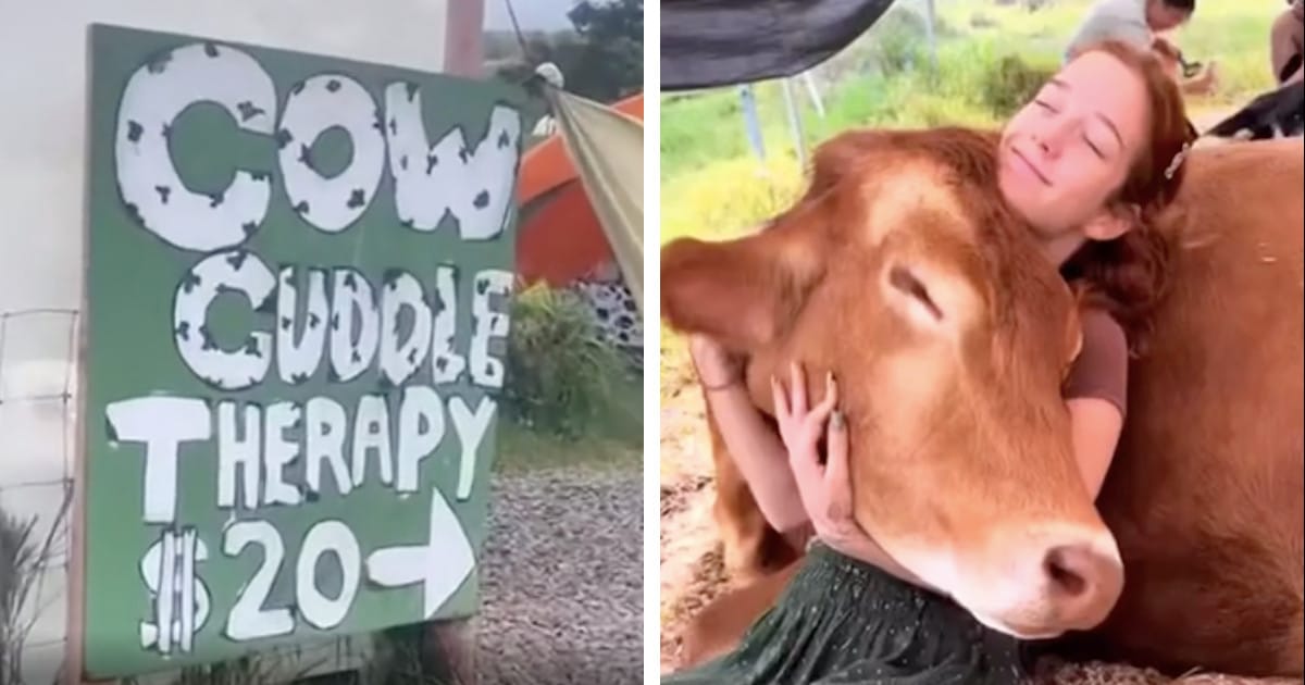 Cuddle Alongside Cows in This Unique Sanctuary in Hawai’i