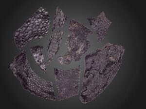 World's Oldest Piece of Fossilized Skin Discovered in Oklahoma