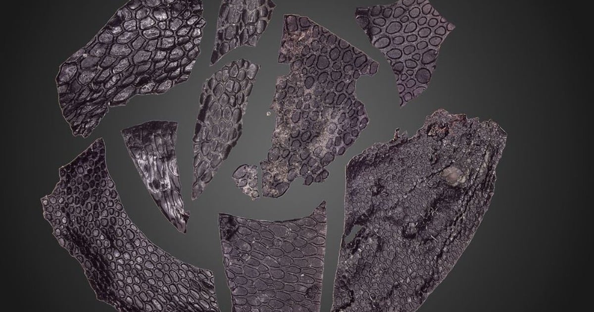 World's Oldest Piece of Fossilized Skin Discovered in Oklahoma