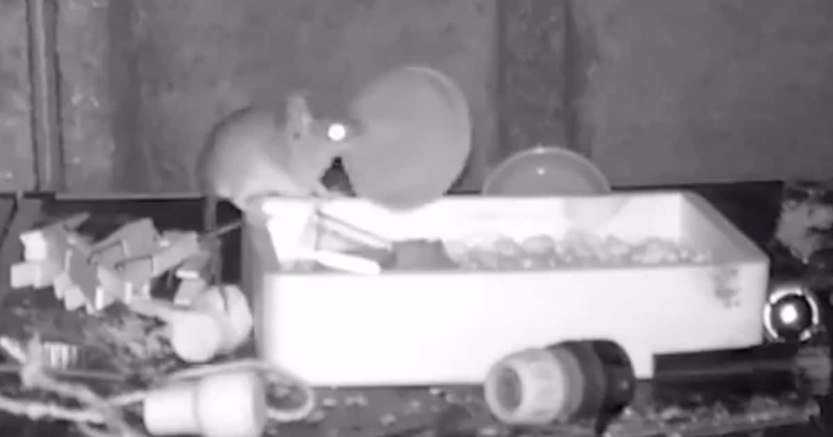 Mouse Is Caught on Video Tidying Up a Man’s Shed Every Night