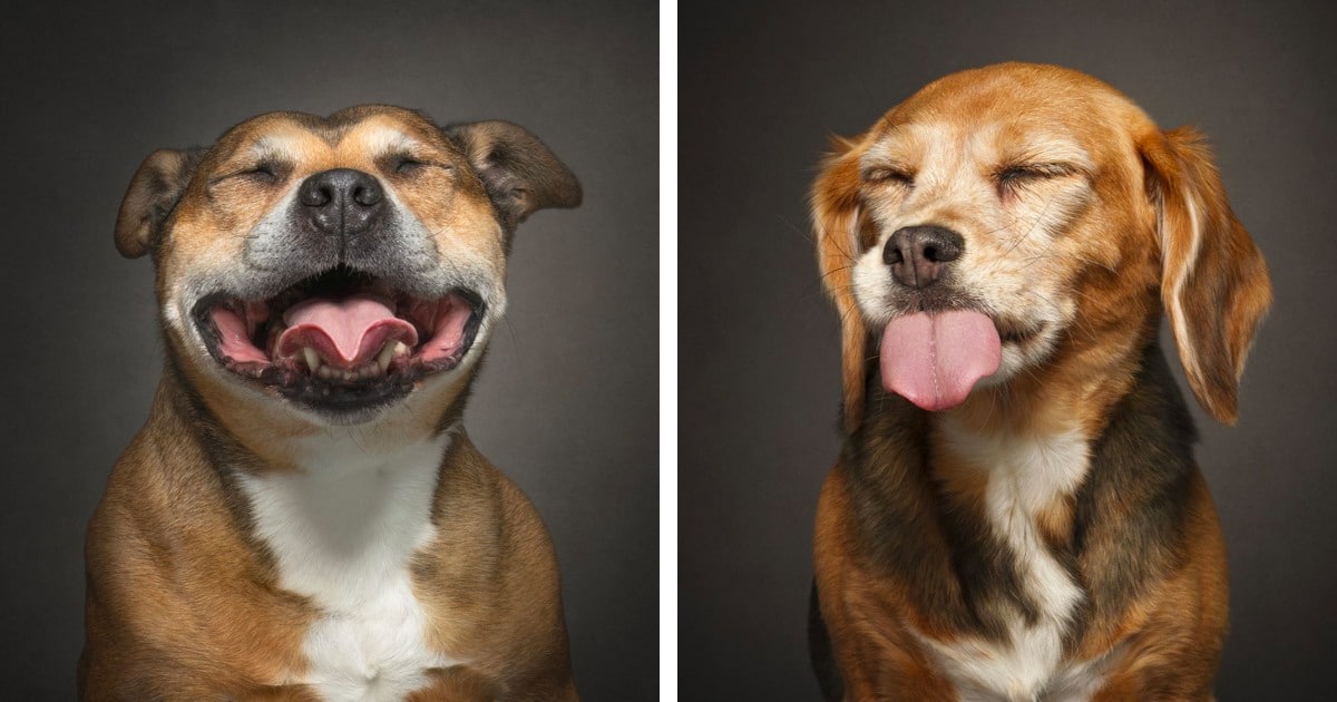 These Portraits of Senior Dogs Will Melt Your Heart