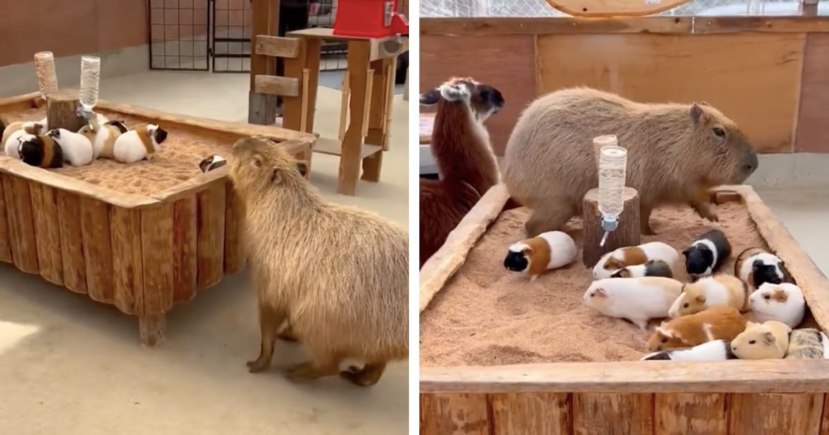 Capybara Surprises Guinea Pigs by Jumping Into Their Enclosure
