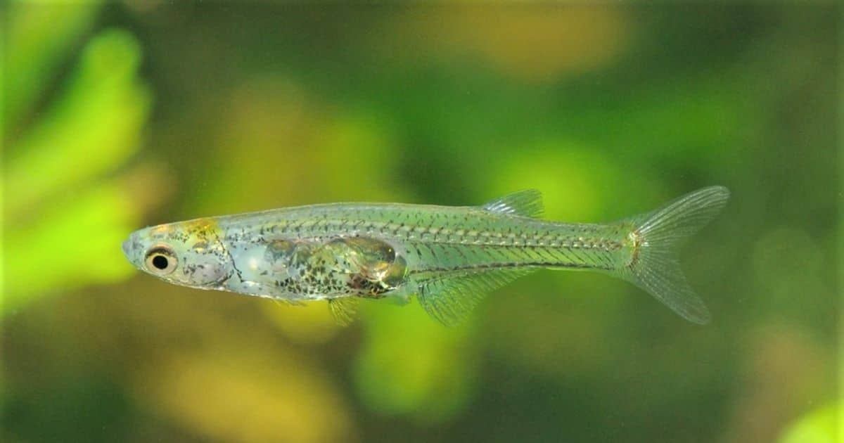 This Small Fish Is As Loud As An Airplane Engine