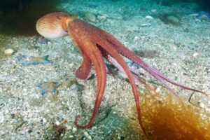 Watch Mother Octopus Gives Life To Keep Babies Safe