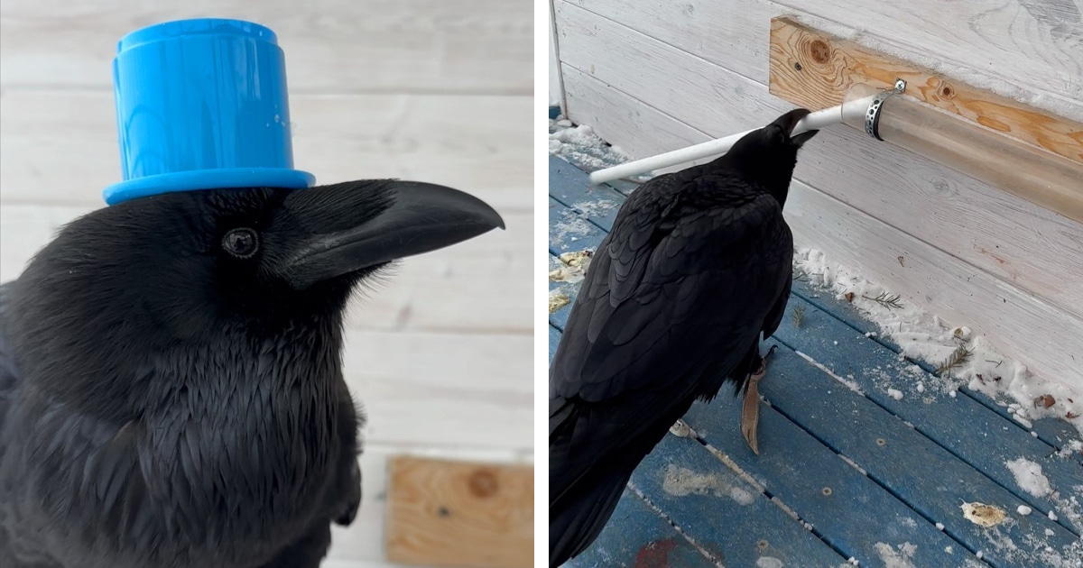 Smart Raven Figures Out How To Get Trapped Treats With a Stick