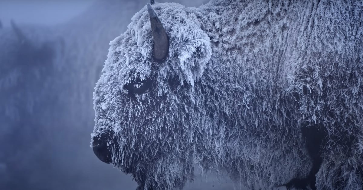 Eye-Opening Look at Winter at Yellowstone National Park