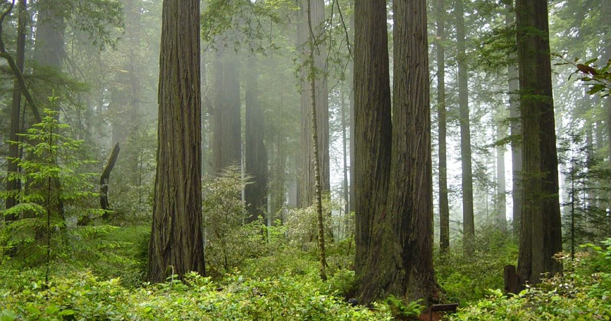 Yurok Tribe First to Co-manage Land With National Park Service