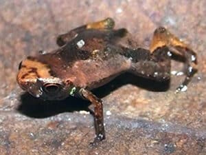 Tiny Brazilian Flea Toad Might Be the World’s Smallest Vertebrate ...