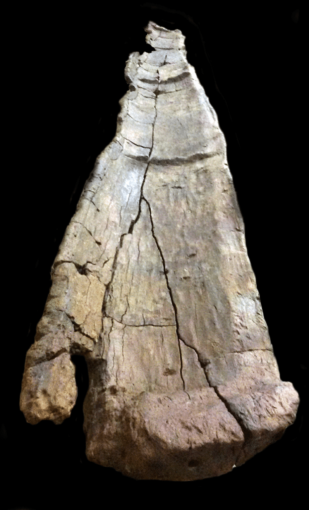 7,000-Year-Old Canoes Discovered Near Rome Are Oldest Ever Found in ...