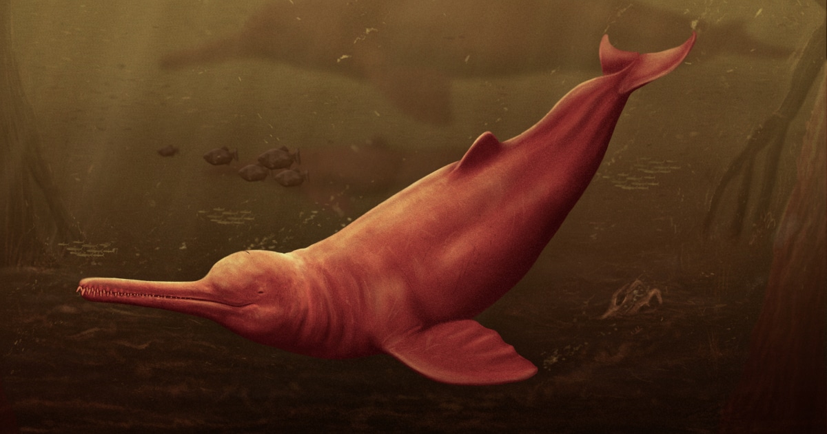16-Million-Year-Old Skull Leads to Discovery of Extinct Dolphin