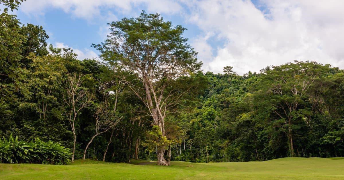 Golf Courses Are Being Reclaimed by Nature by Conservationists