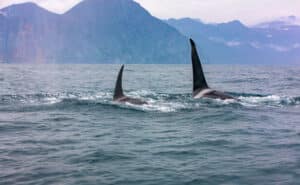 Lone Orca Is Seen Attacking and Eating a Great White Shark