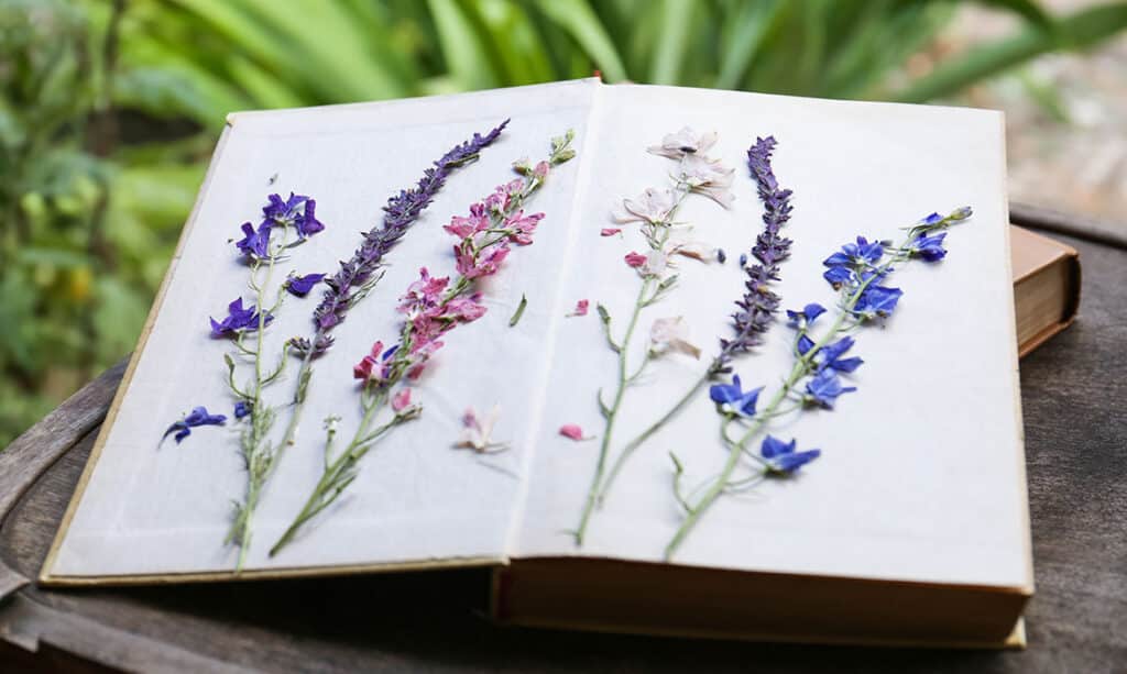 5 Spring Blooms You Can Use To Make Enchanting Pressed Botanical Art