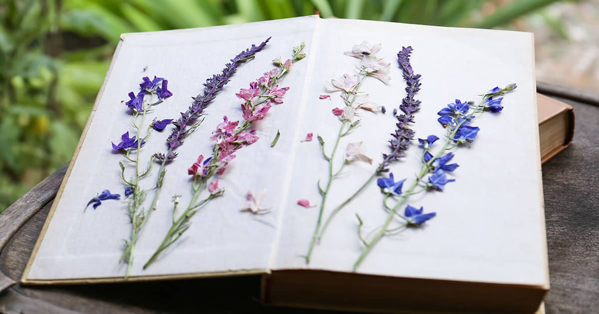 5 Spring Blooms You Can Use To Make Enchanting Pressed Botanical Art