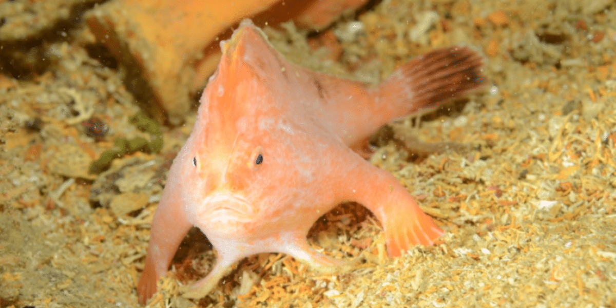 Divers Find Endangered Handfish While Exploring Shipwreck