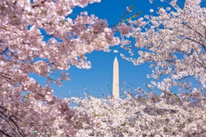Japan Gifts Washington D.C. 250 New Cherry Trees