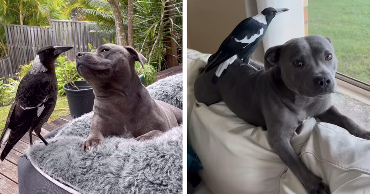 Online Campaign Hopes to Reunite a the Dog With Her Bird BFF