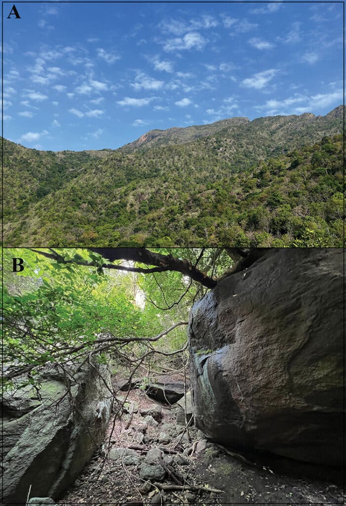 Meet the New Gecko Species Named After Vincent van Gogh | My Modern Met