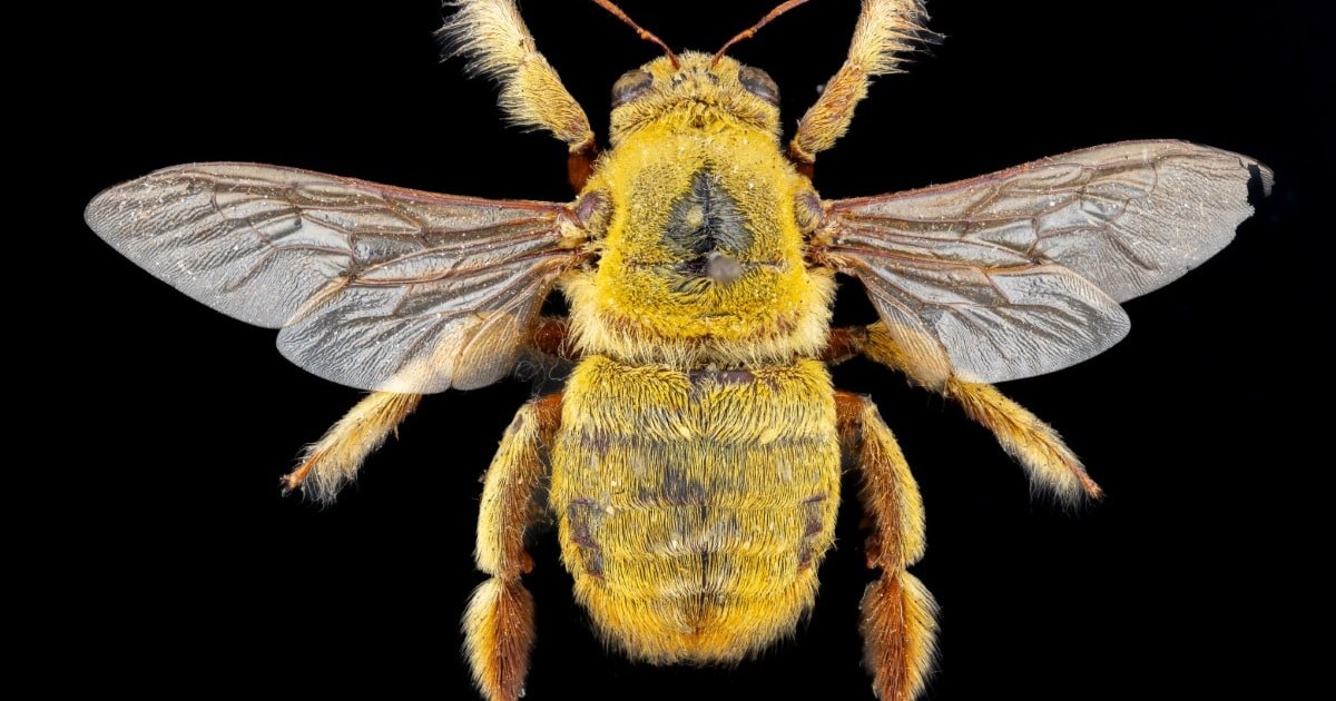 Immersive Exhibition Merges Art and Science to Tell the Story of Bees
