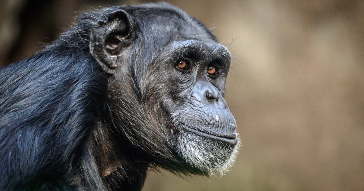 Incredible Video Shows Chimpanzee Drinking From Photographer’s Hands