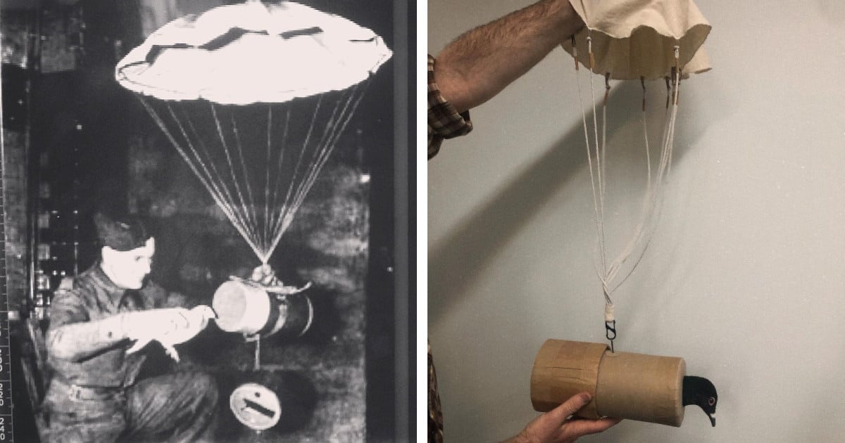 Pigeons in Parachutes Carried Messages During World War II