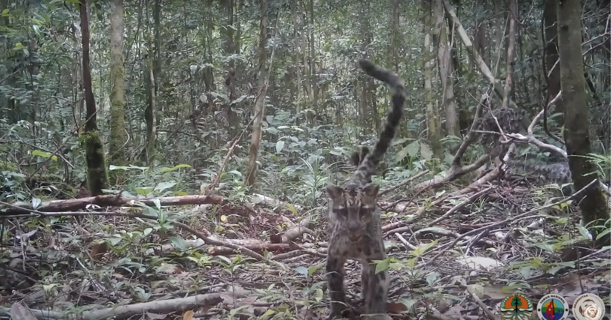 First Ever Video of Wild Bornean Clouded Leopard Family