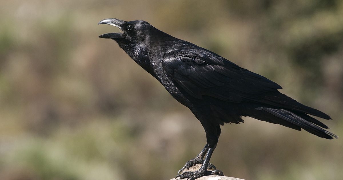 Scientists Discover Crows Can Count Out Loud