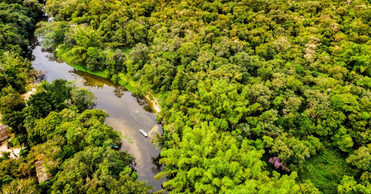 Deforestation in the Brazilian Amazon Reaches a Six-Year Low