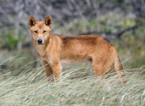 Ancient Dingo DNA Reveals Evolution of Australia's Wild Dog