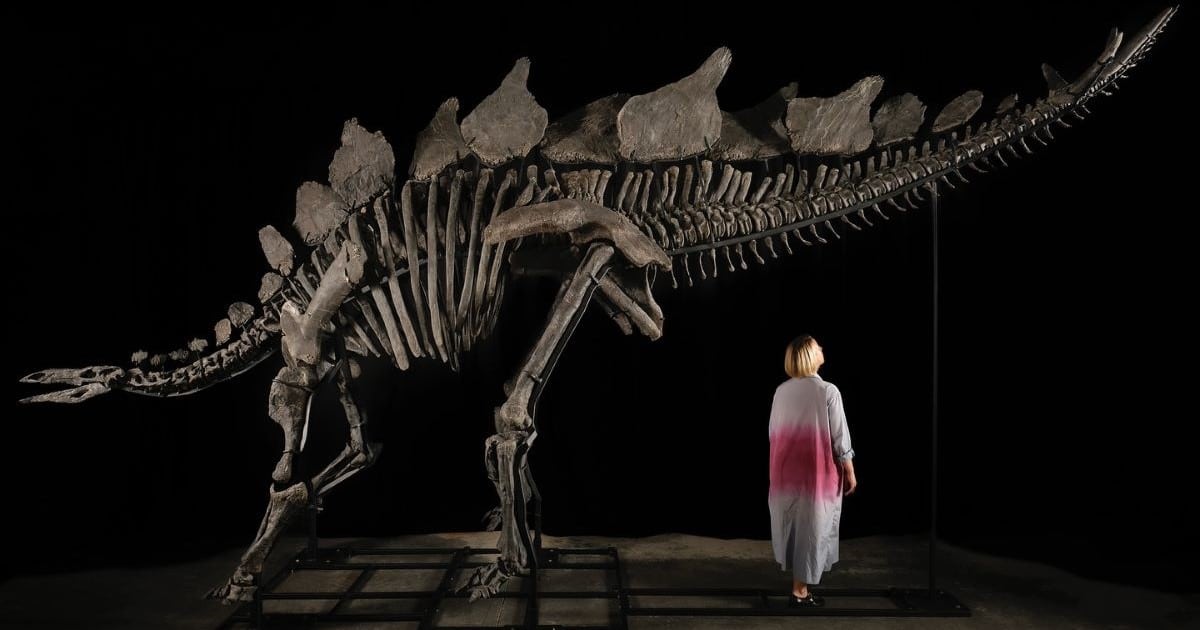 $45 Million Stegosaurus Becomes Most Expensive Fossil Ever Sold